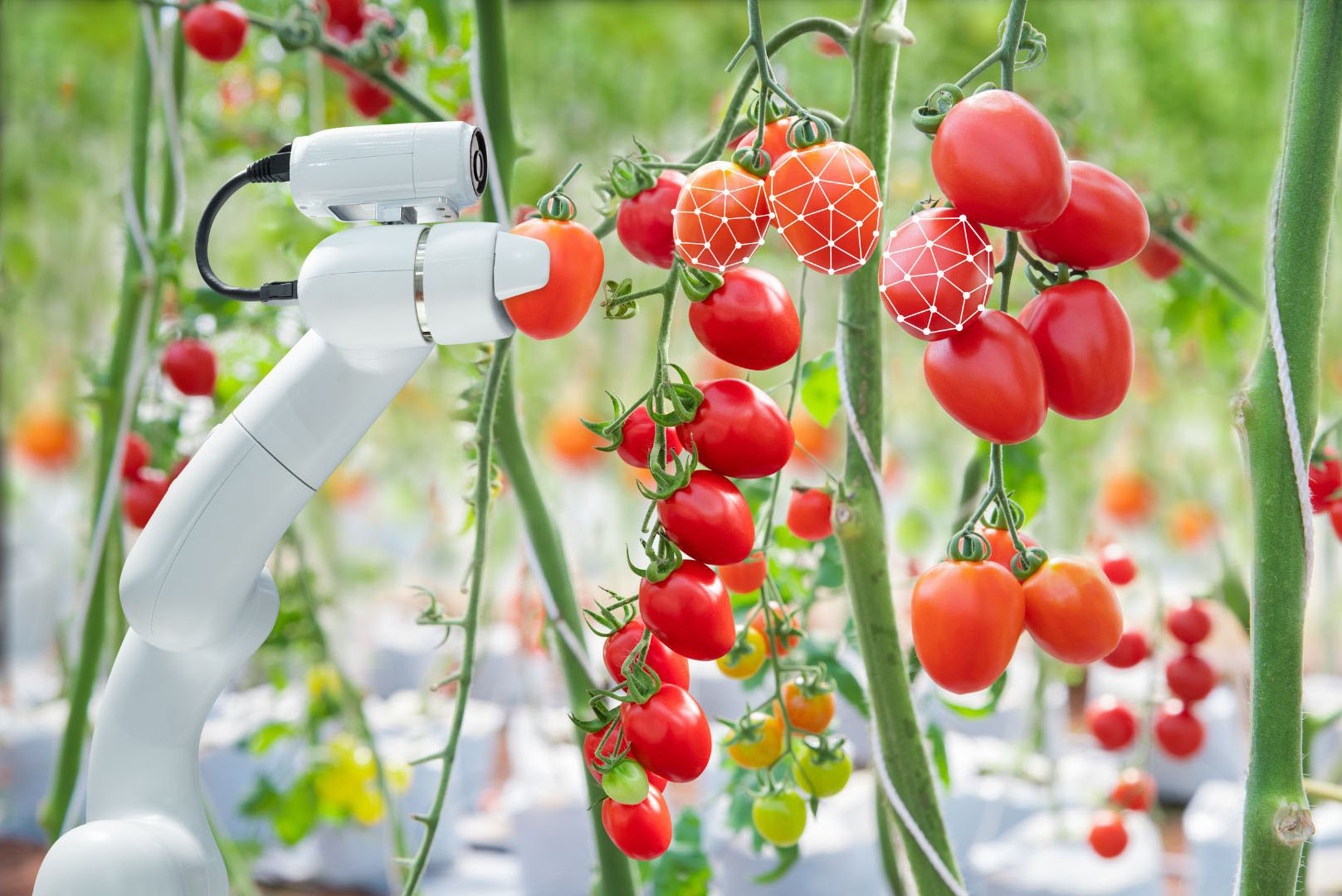 From Farm to Fork: The Role of Artificial Intelligence in the Produce ...